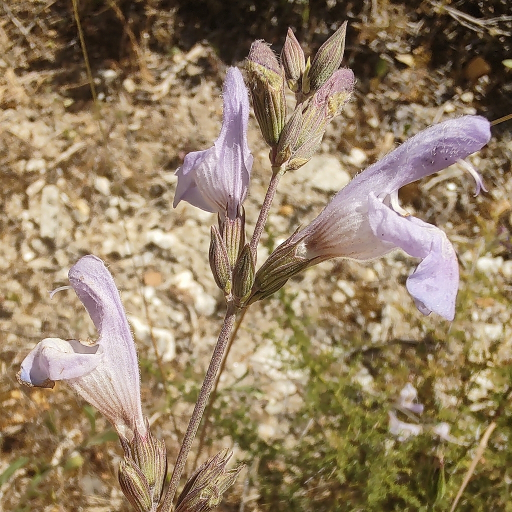 Spanish Common Sage from 28370 Chinchón, Madrid, España on May 18, 2024 ...