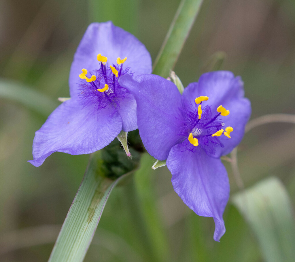 Spiderworts from Randall County, TX, USA on May 3, 2024 at 07:09 AM by ...