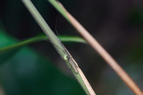 Hippocephala dimorpha · iNaturalist