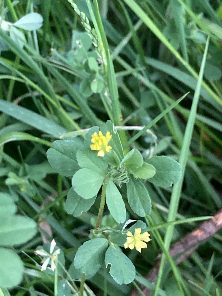 Lesser hop trefoil from Platt Fields Park, Manchester, England, GB on ...