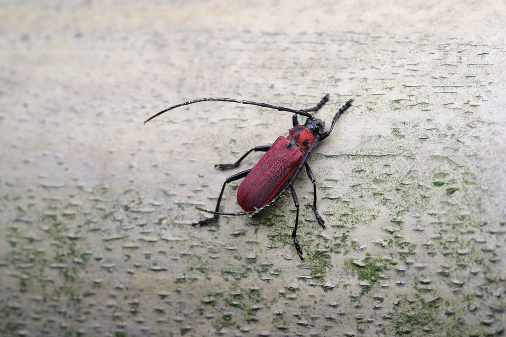 Red Longicorn Beetle from 中国浙江省杭州市 on March 22, 2021 at 03:17 PM by Li ...
