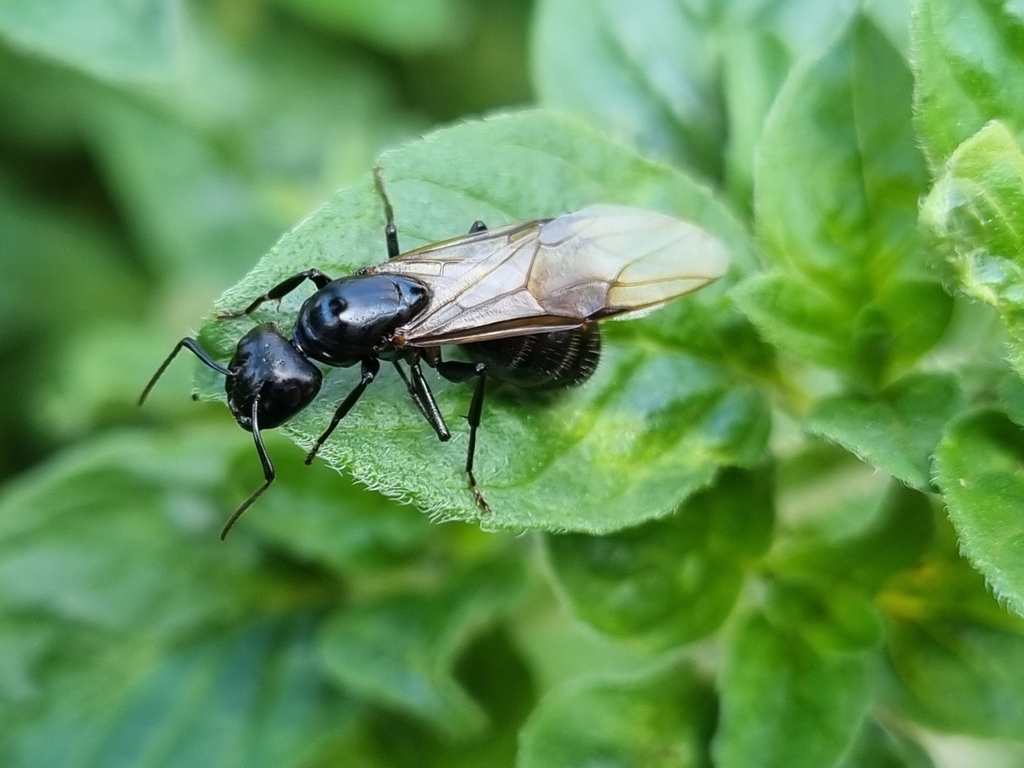 Hairy Carpenter Ant from 2514 Traiskirchen, Österreich on May 18, 2024 ...