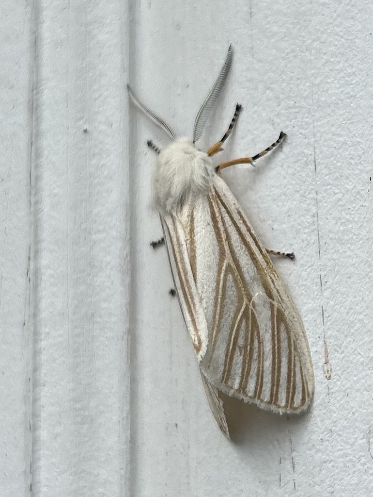 Echo Moth from SW Little Rd, Lake City, FL, US on May 18, 2024 at 10:55 ...