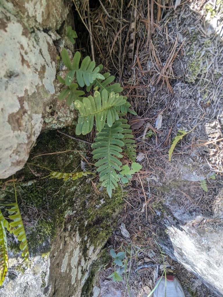 rock polypody from Schroeder, MN 55613, USA on May 14, 2024 at 02:35 PM ...