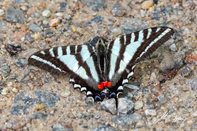 Zebra Swallowtail from Woodbridge, VA 22191, USA on May 8, 2024 at 10: ...