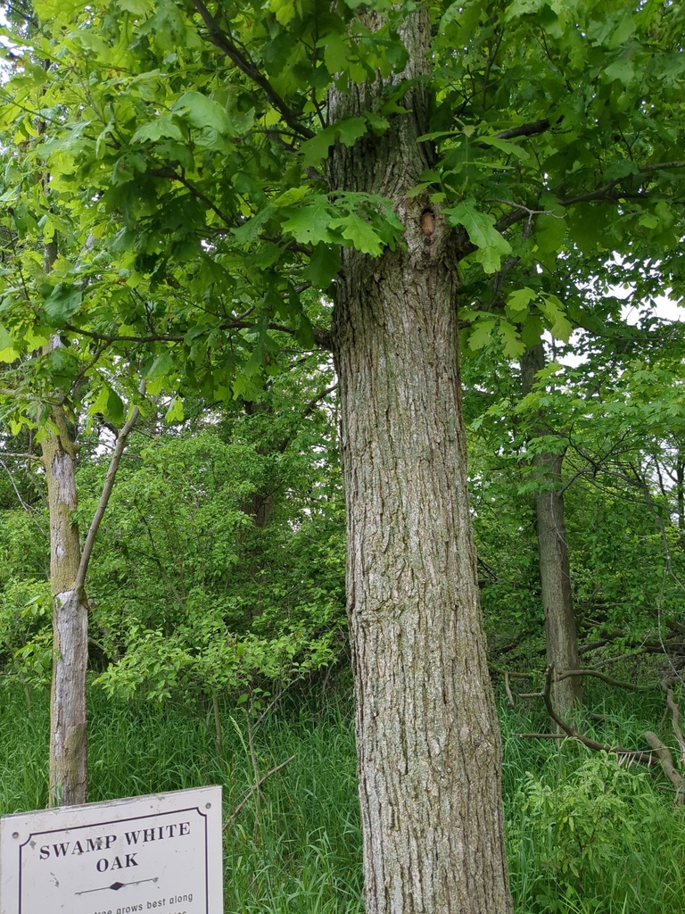 swamp white oak from Oregon, OH 43616, USA on May 18, 2024 at 11:28 AM ...