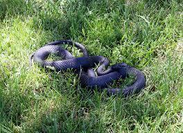 Colubrine Snakes from North Carolina on May 20, 2016 by ecoexplore_wnc ...