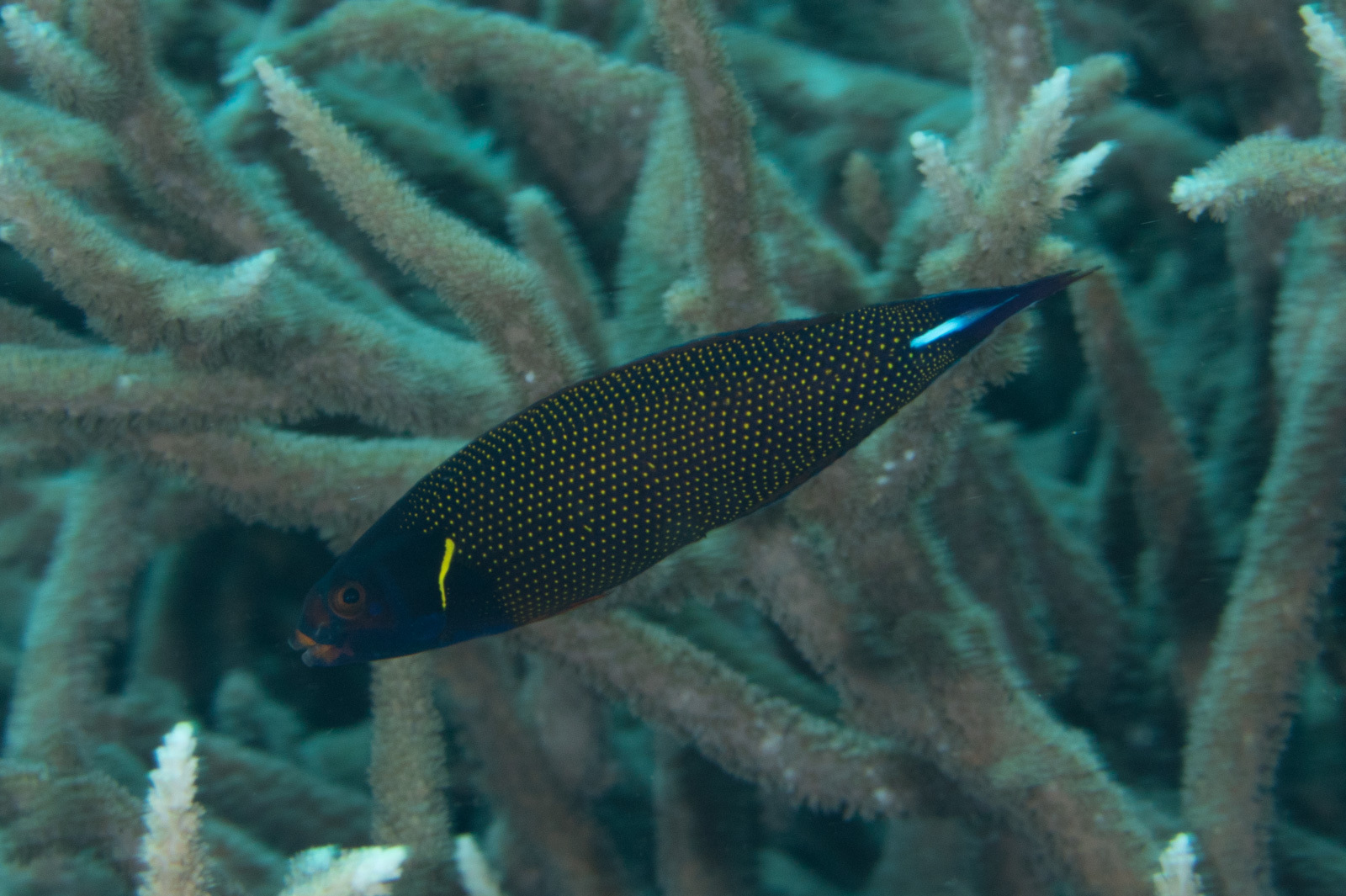 Labropsis xanthonota Randall, 1981