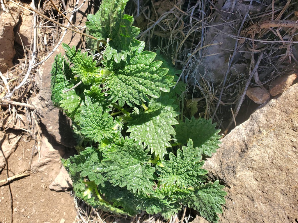 Mountain Nettle from Jeff Davis County, TX, USA on April 26, 2024 at 02 ...