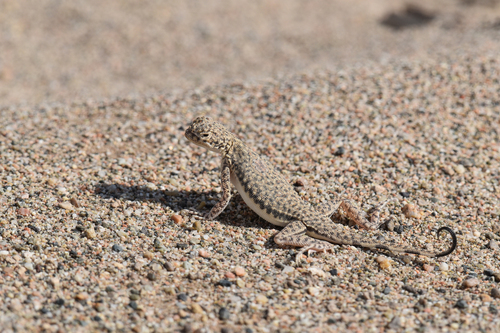 Tajikistan Toadhead Agama (Subspecies Phrynocephalus interscapularis ...