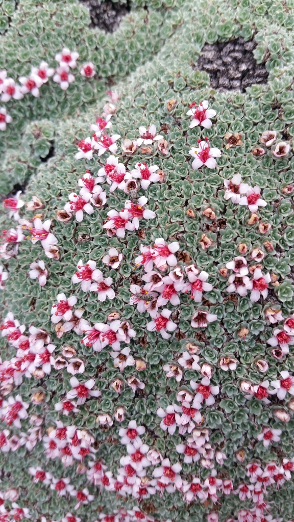 Oneflower Kelseya from Big Horn County, WY, USA on May 4, 2019 at 05:23 ...