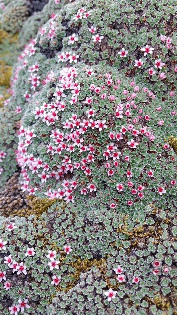 Kelseya (Rosaceae (Rose) of the Pacific Northwest) · iNaturalist