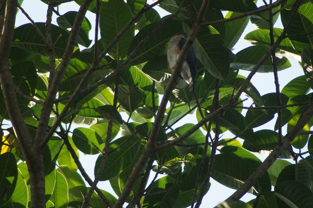 Sharp-shinned Hawk from Butantã, São Paulo - SP, Brasil on May 18, 2024 ...
