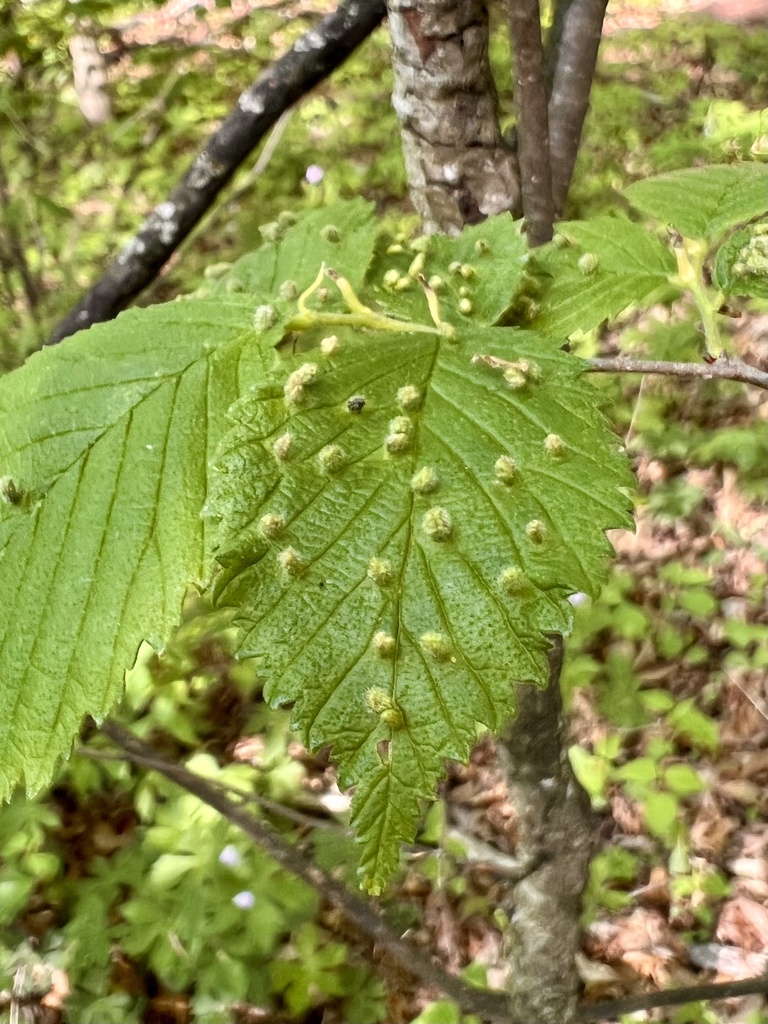 Elm Leaf Gall Mite from Fritz Rd, Verona, WI, US on May 17, 2024 at 05: ...