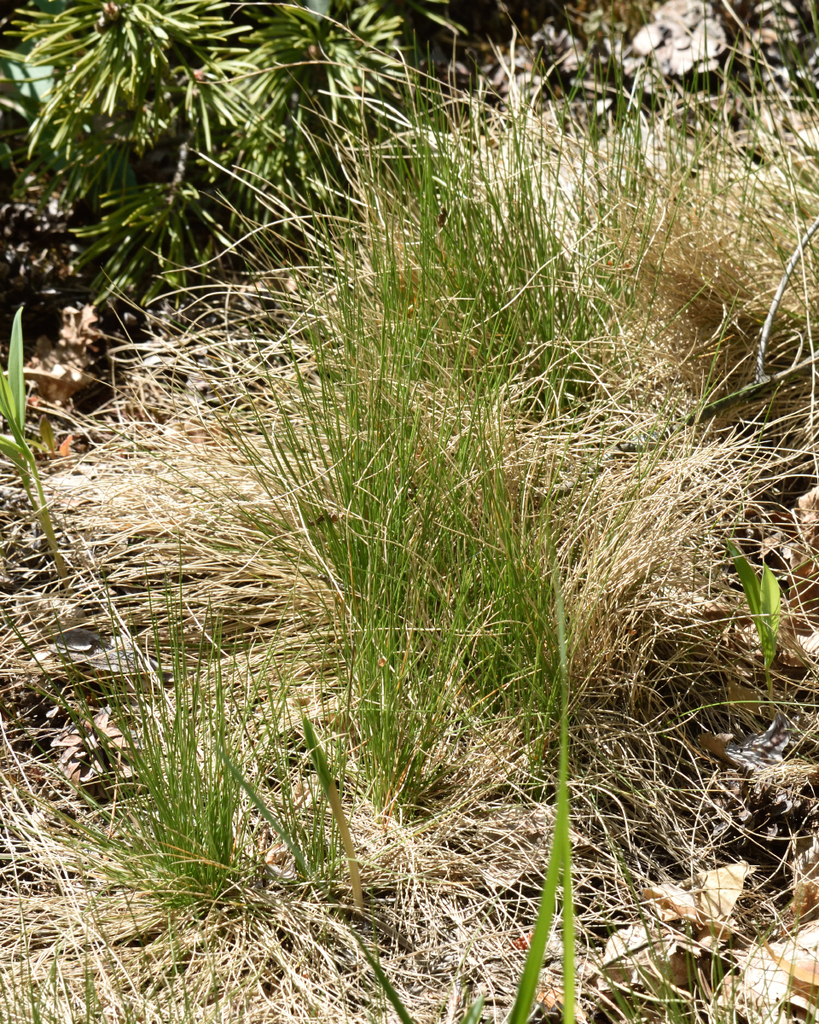 Matgrass from Луховицкий р-н, Московская обл., Россия on May 18, 2024 ...