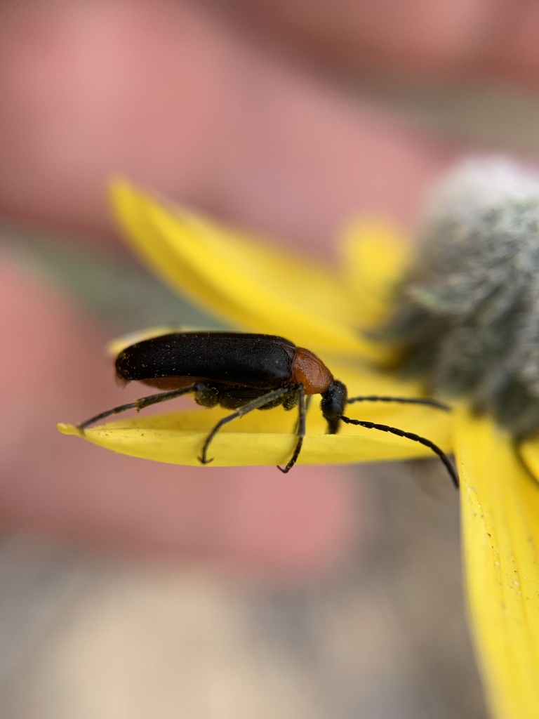Nemognatha cantharidis from Ensenada, B.C., MX on May 8, 2024 at 12:03 ...