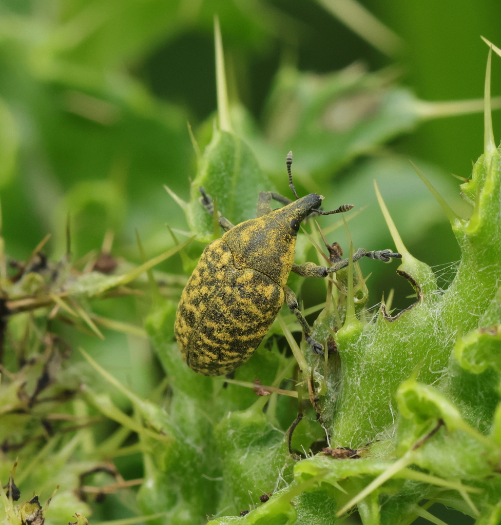 Turbine Cylindrical Weevil from 76430 Saint-Vigor-d'Ymonville, France ...