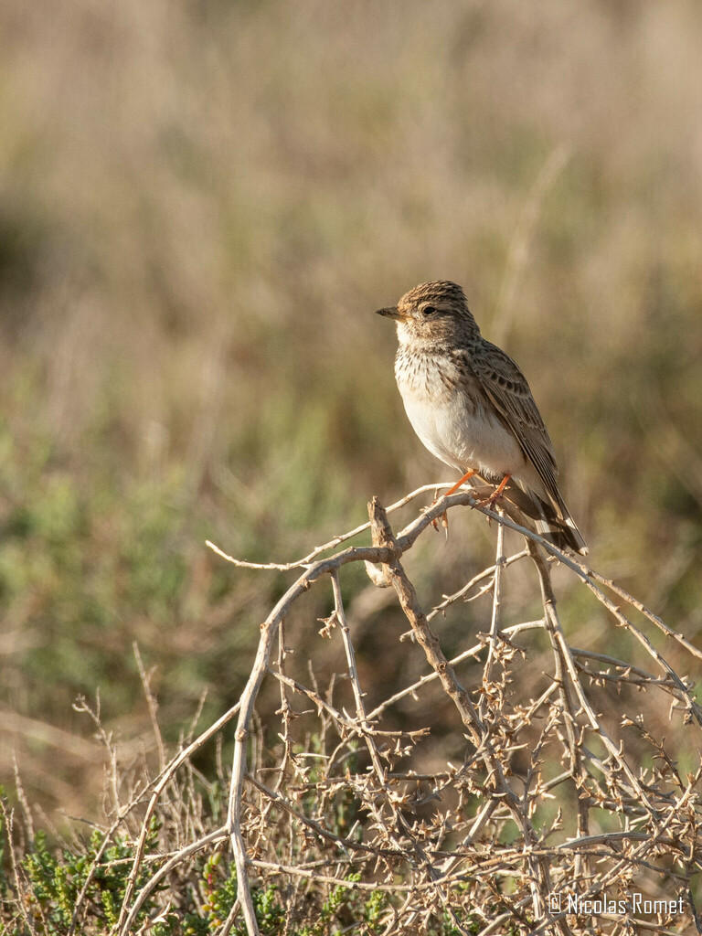 Mediterranean Short-toed Lark from Saragosse, Espagne on May 10, 2024 ...