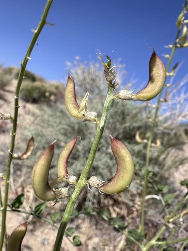 Lahontan milkvetch (Astragalus porrectus) · iNaturalist