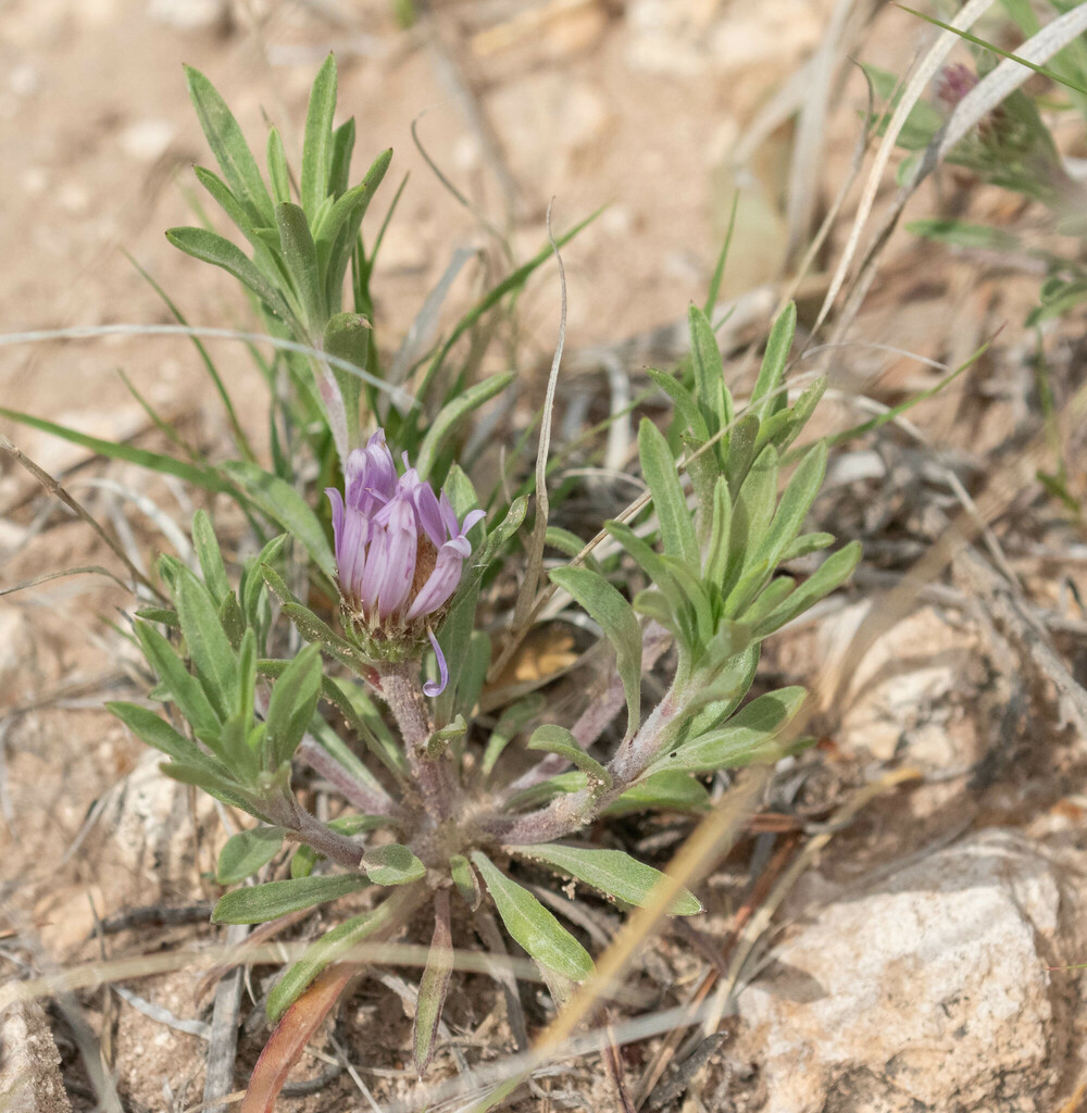 Texas Ground-Daisy from Randall County, TX, USA on May 3, 2024 at 08:10 ...