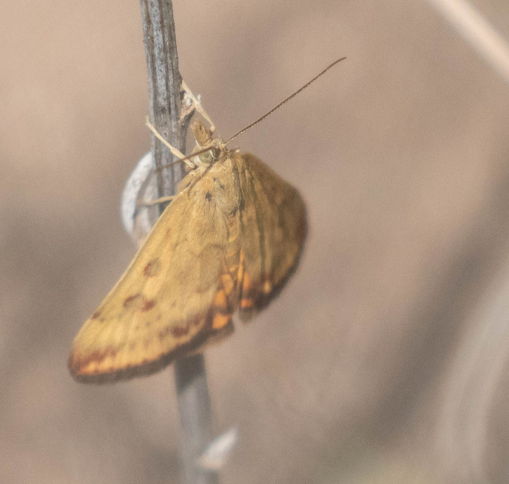 Mottled Pyrausta Moth from Randall County, TX, USA on May 3, 2024 at 08 ...