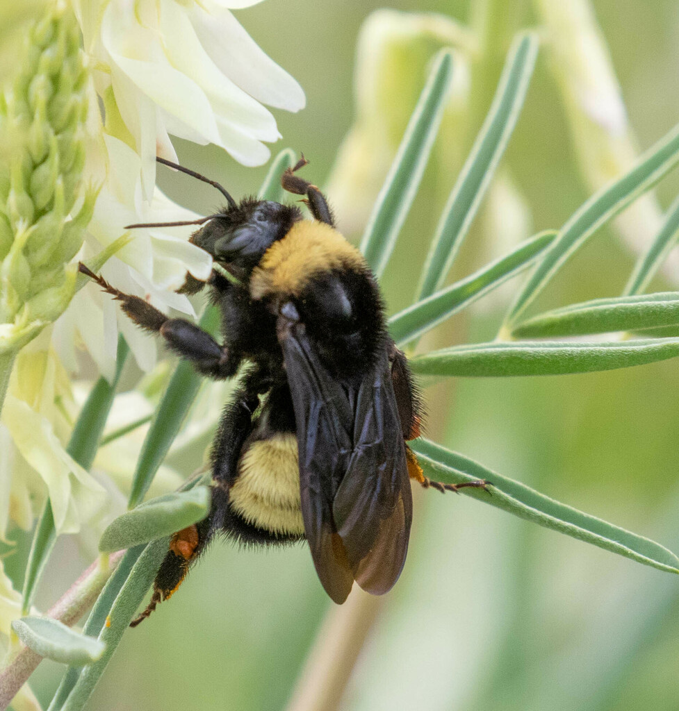 American Bumble Bee from Randall County, TX, USA on May 3, 2024 at 08: ...