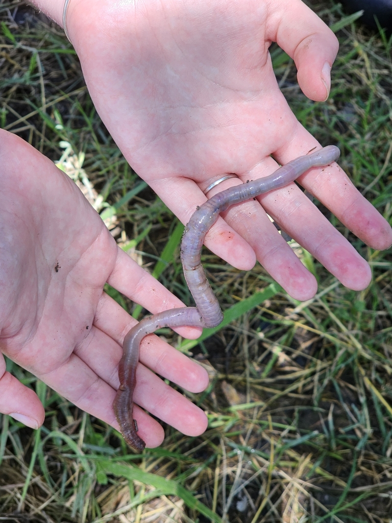 Earthworms from Celeste, TX 75423, USA on May 18, 2024 at 12:27 PM by ...