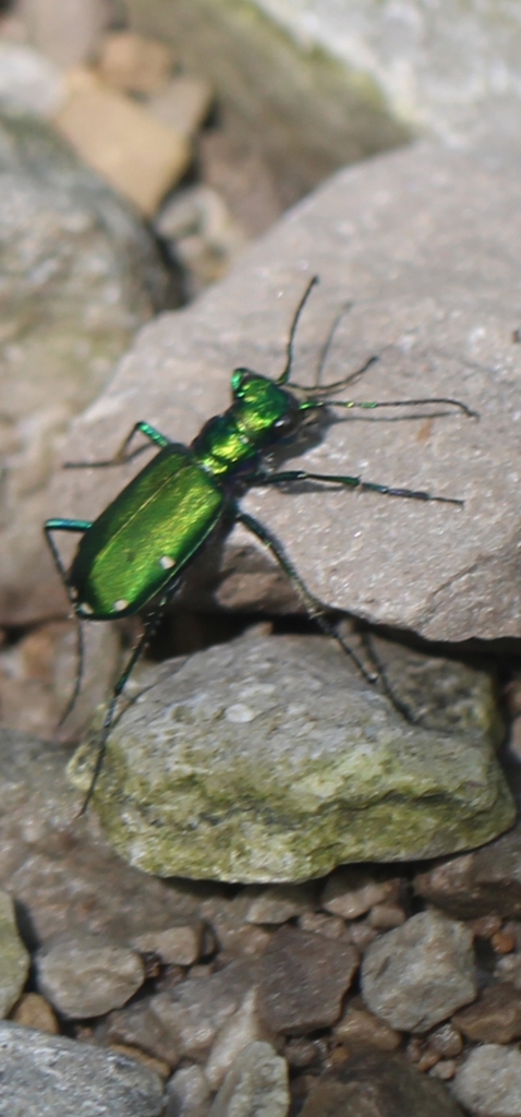 Six-spotted Tiger Beetle from Madison Township, OH, USA on May 18, 2024 ...