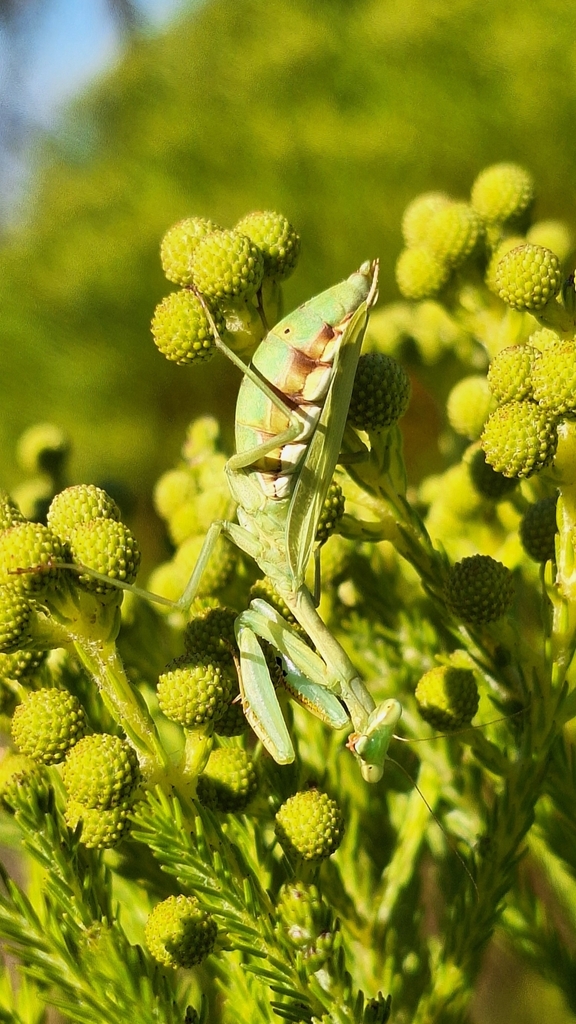 Miomantis from Cape Town, South Africa on May 18, 2024 at 01:01 PM by ...