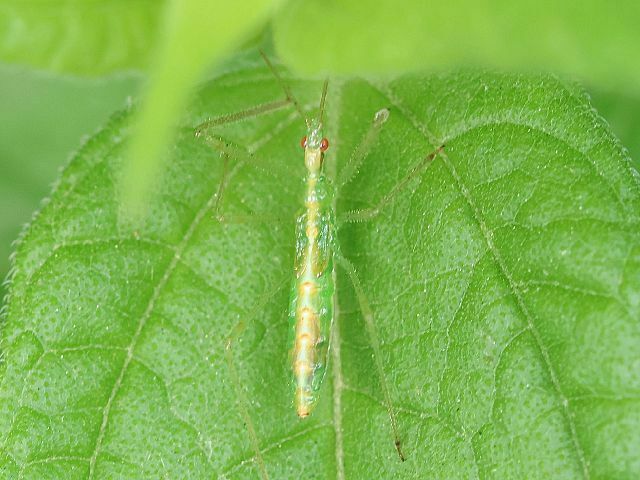 Pale Green Assassin Bug from Oakland Lake Wildflower Meadow, Bayside ...