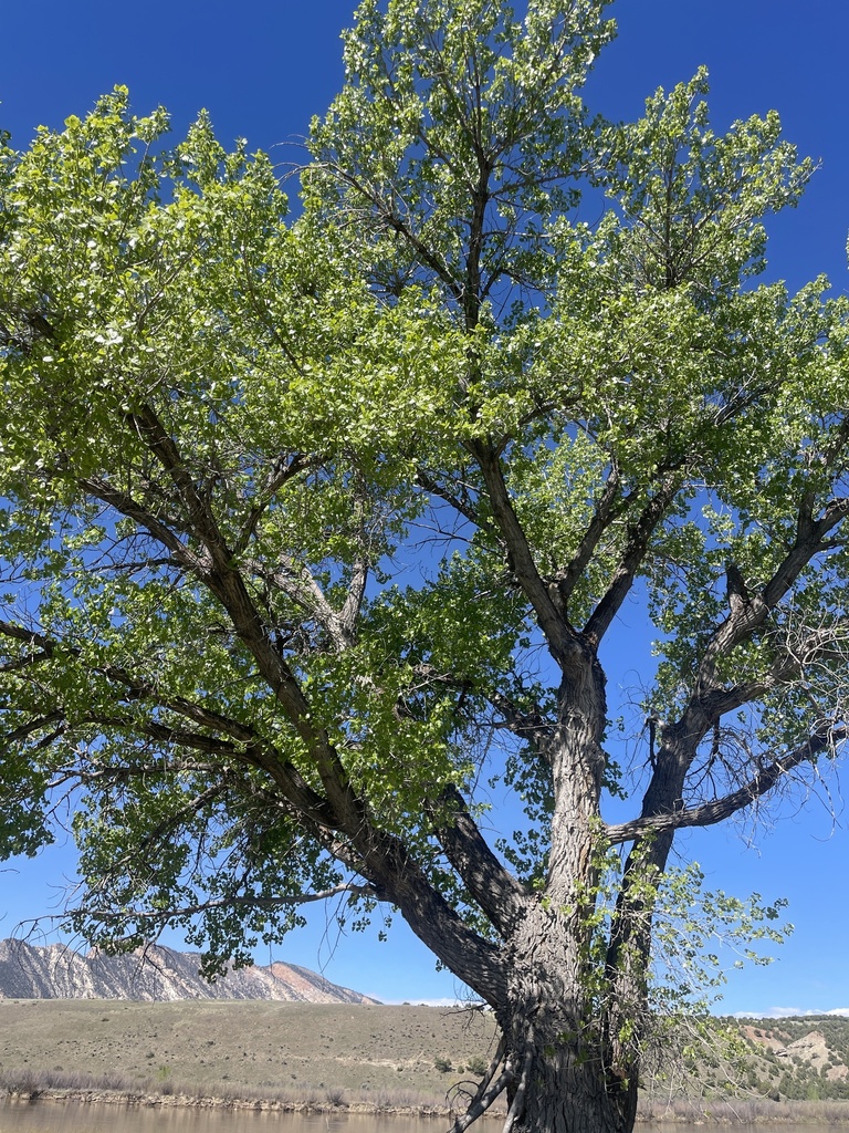 Frémont Cottonwood (Anniversary Backpacking Species) · iNaturalist