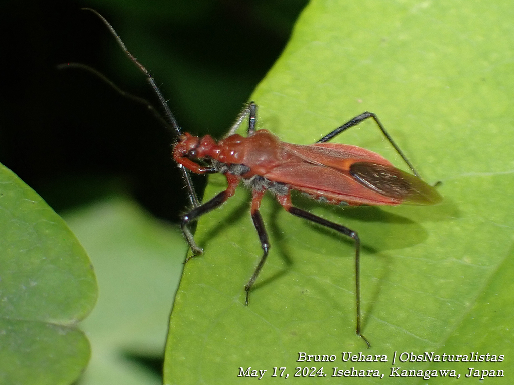 Cutocoris russatus from Kamikasuya, Isehara, Kanagawa 259-1141, Japão ...