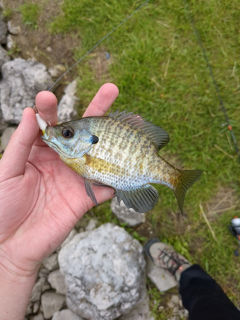 Bluegill from Oregon, OH 43616, USA on May 18, 2024 at 02:04 PM by ...