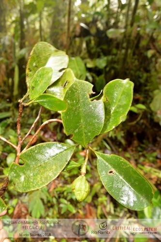 Magnolia calophylla · iNaturalist