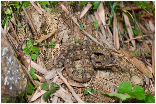fi-si-pan horned pit viper (Protobothrops cornutus) - Snakes and Lizards