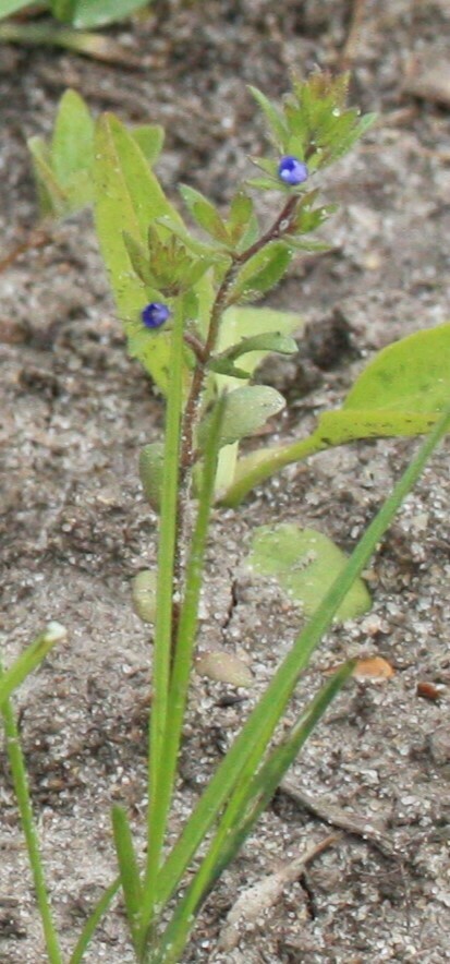 Spring Speedwell from Серпуховский р-н, Московская обл., Россия on May ...