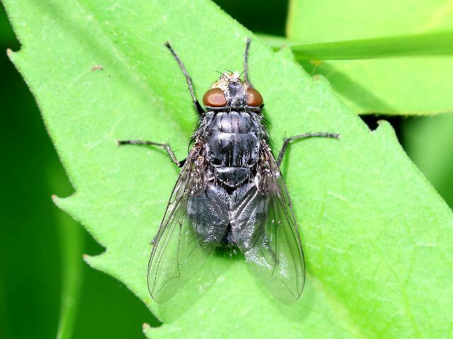 Bluebottle Flies from Oakland Lake Wildflower Meadow, Bayside, Queens ...