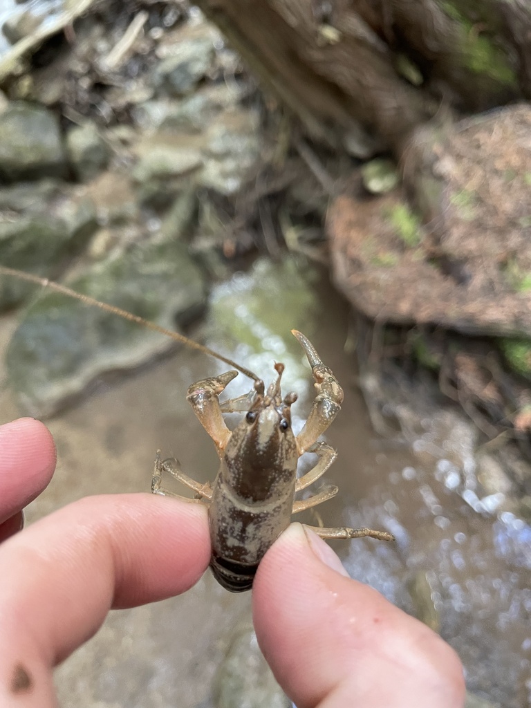 Eastern Crayfish in May 2024 by rileybowman · iNaturalist