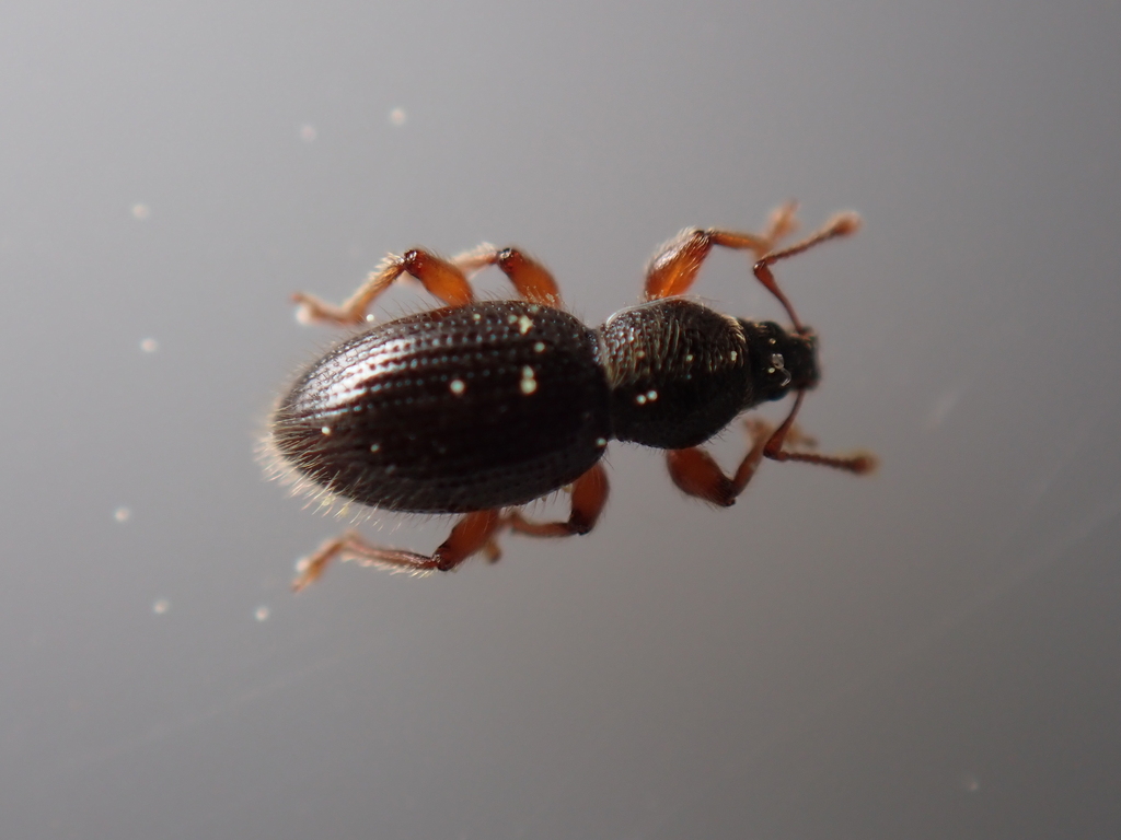 Hairy Spider Weevil from Northampton, UK on May 18, 2024 at 03:28 PM by ...