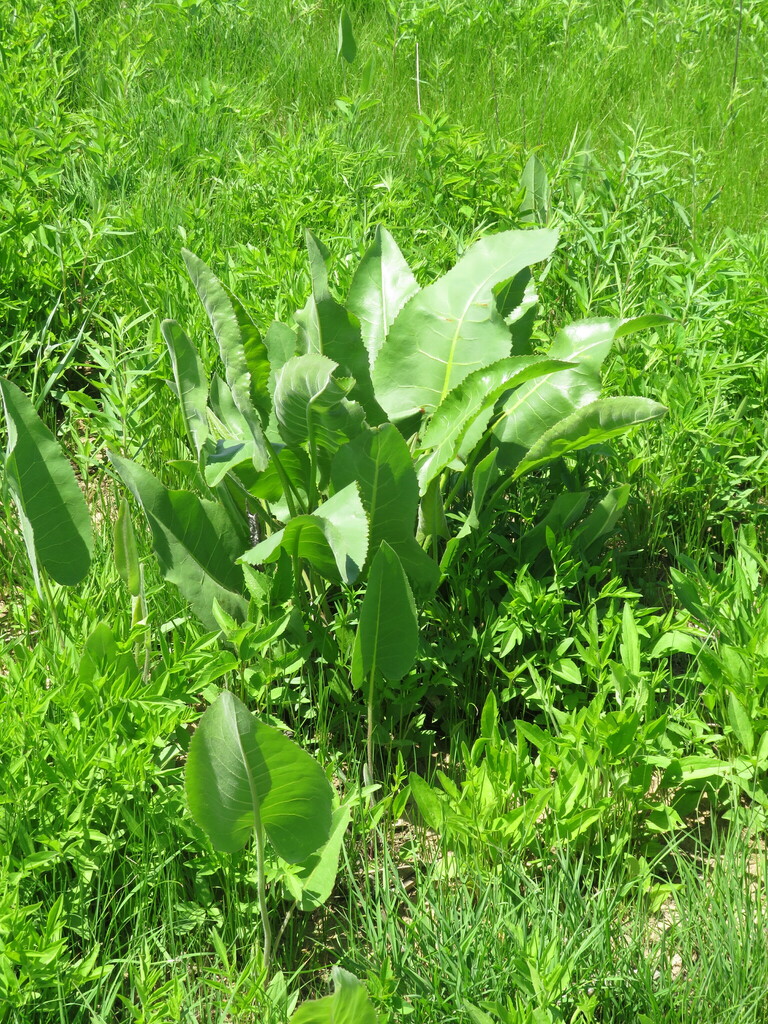 prairie dock from Ogle County, IL, USA on May 18, 2024 at 12:26 PM by ...