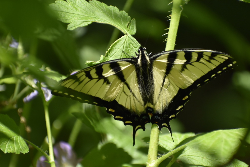 Eastern Tiger Swallowtail from Ice Age Trail, Cross Plains, WI, US on ...