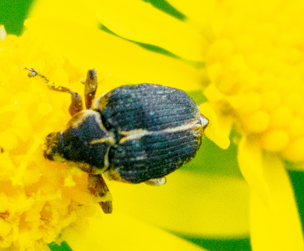 iris weevil from Holmes County, OH, USA on May 16, 2024 at 02:35 PM by ...