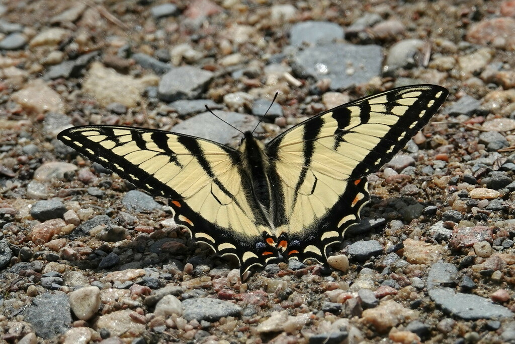 Canadian Tiger Swallowtail from Elliot Lake, ON, Canada on May 18, 2024 ...