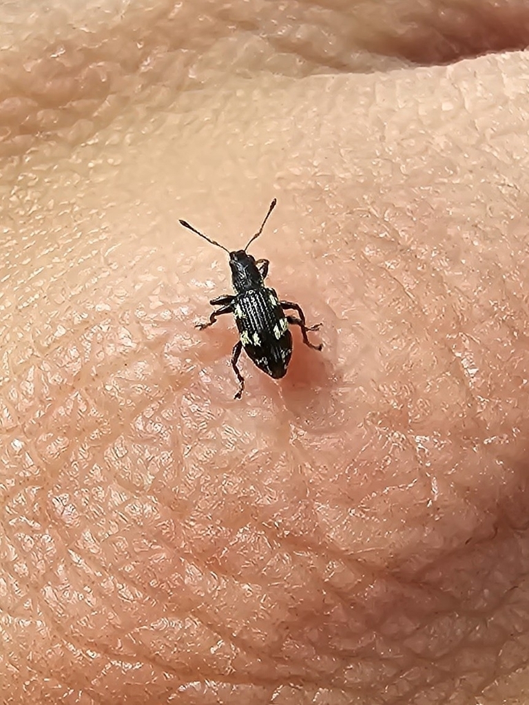 Polydrusus picus from Angermünde, 16 Angermünde, Deutschland on May 18 ...