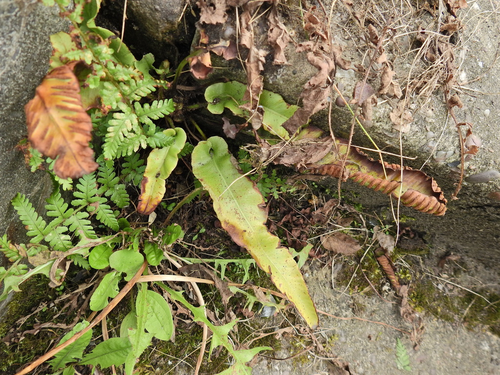 Hart's-tongue fern from Bridge over M62, Roby, Liverpool, Merseyside ...