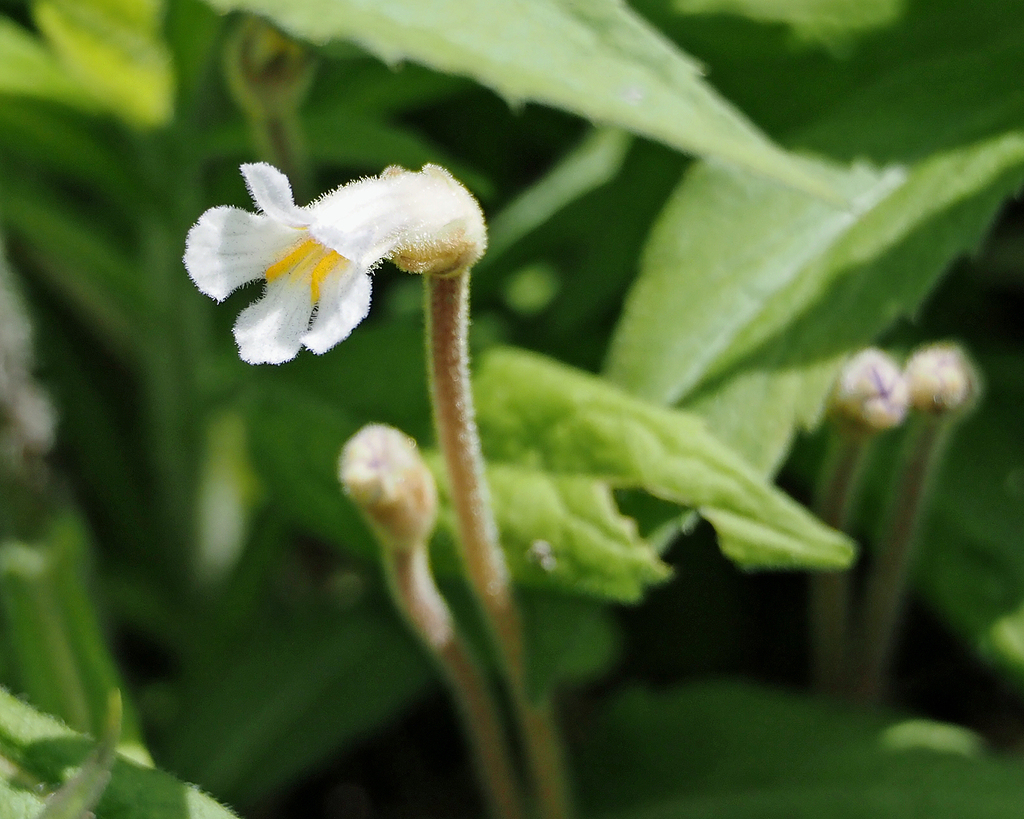 one-flowered cancer-root from Salem, NH 03079, USA on May 14, 2024 at ...