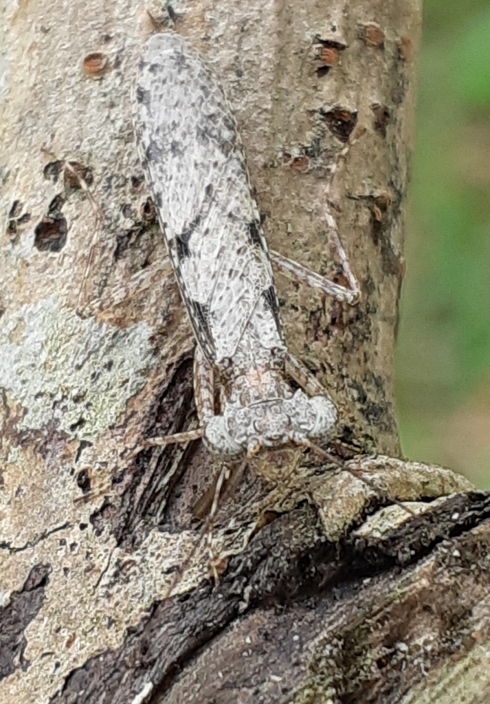 Amorphoscelis annulicornis from Jalan Toh Kee Kah, 71000 Port Dickson ...