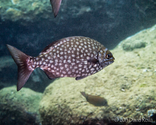 Grey Chub (Reef Fish of the Hawaiian Islands) · iNaturalist