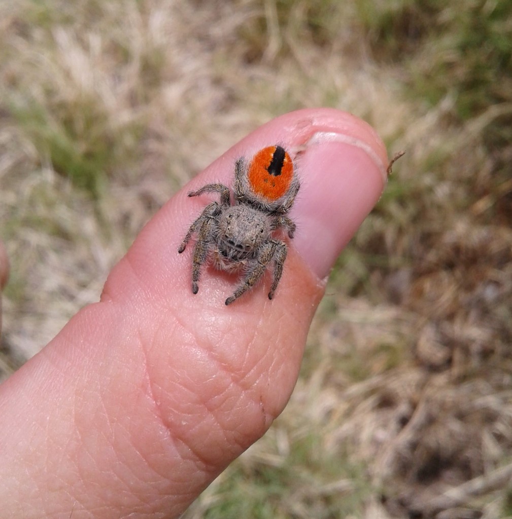 Desert Red Jumping Spider from Quay County, NM, USA on May 23, 2018 at ...