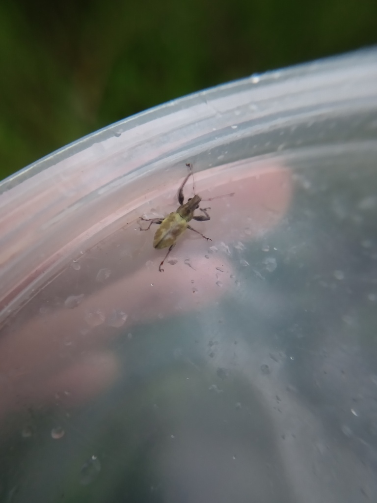 Broad-nosed Weevils from Ribeira do Pombal - BA, Brasil on May 18, 2024 ...
